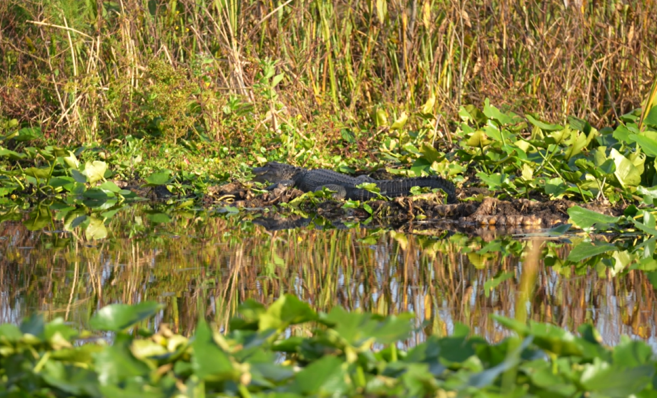 About Us | Florida Everglades Eco-Toon Tours